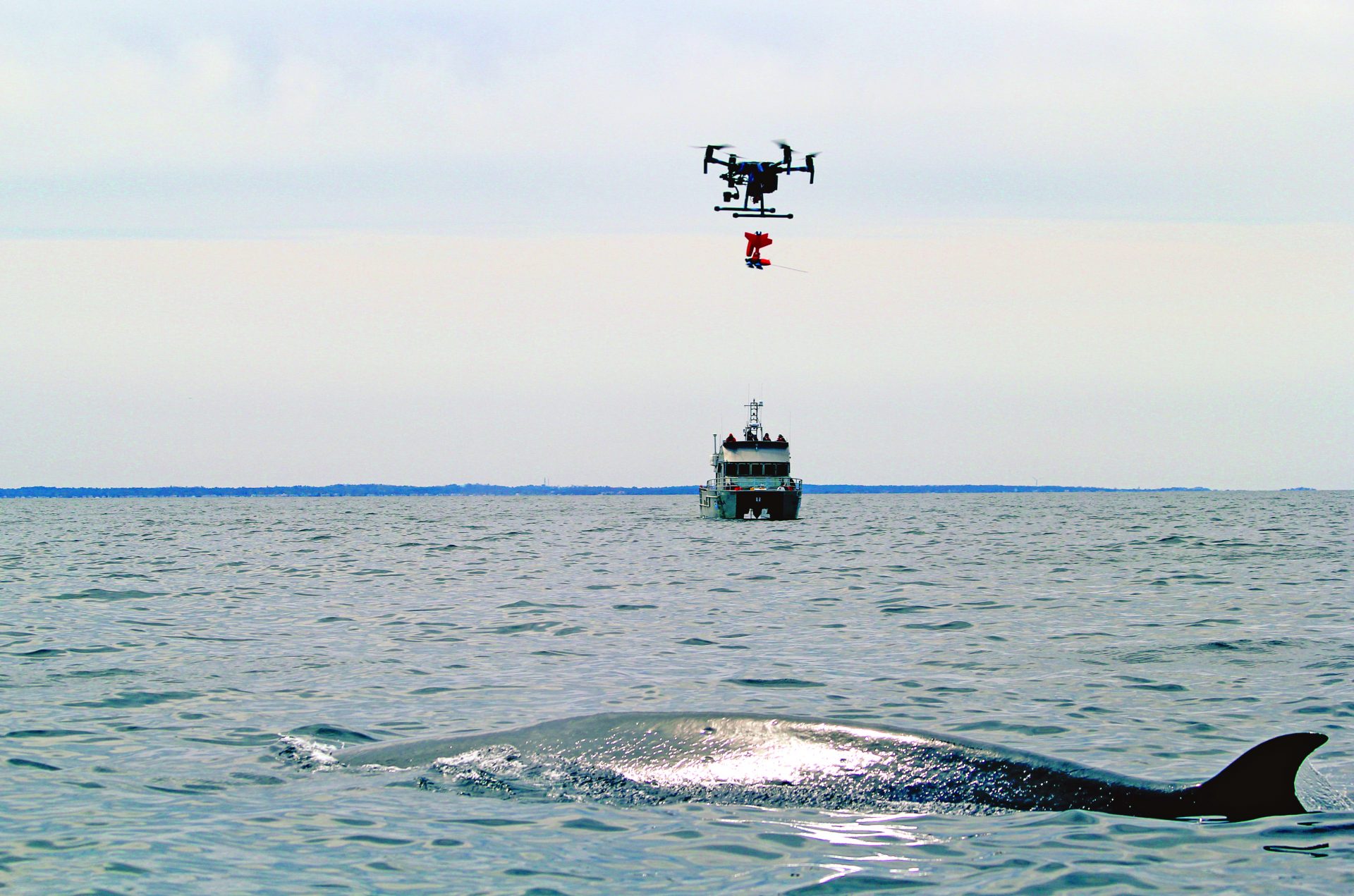 Endangered whales tagged with digital acoustic tech | Wind Systems Magazine